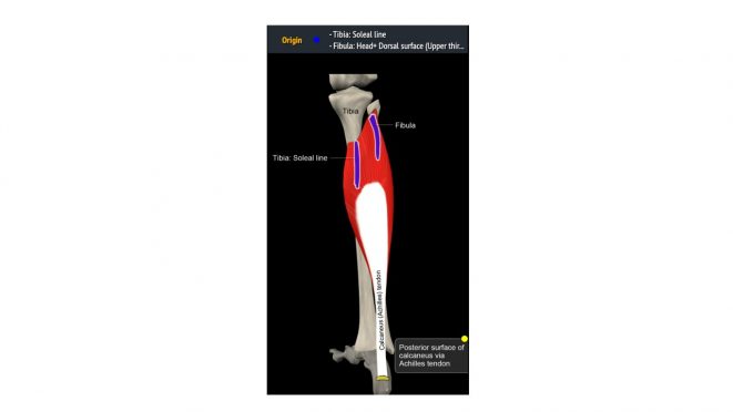 Conheça os músculos Gastrocnêmios lateral e medial, e Sóleo