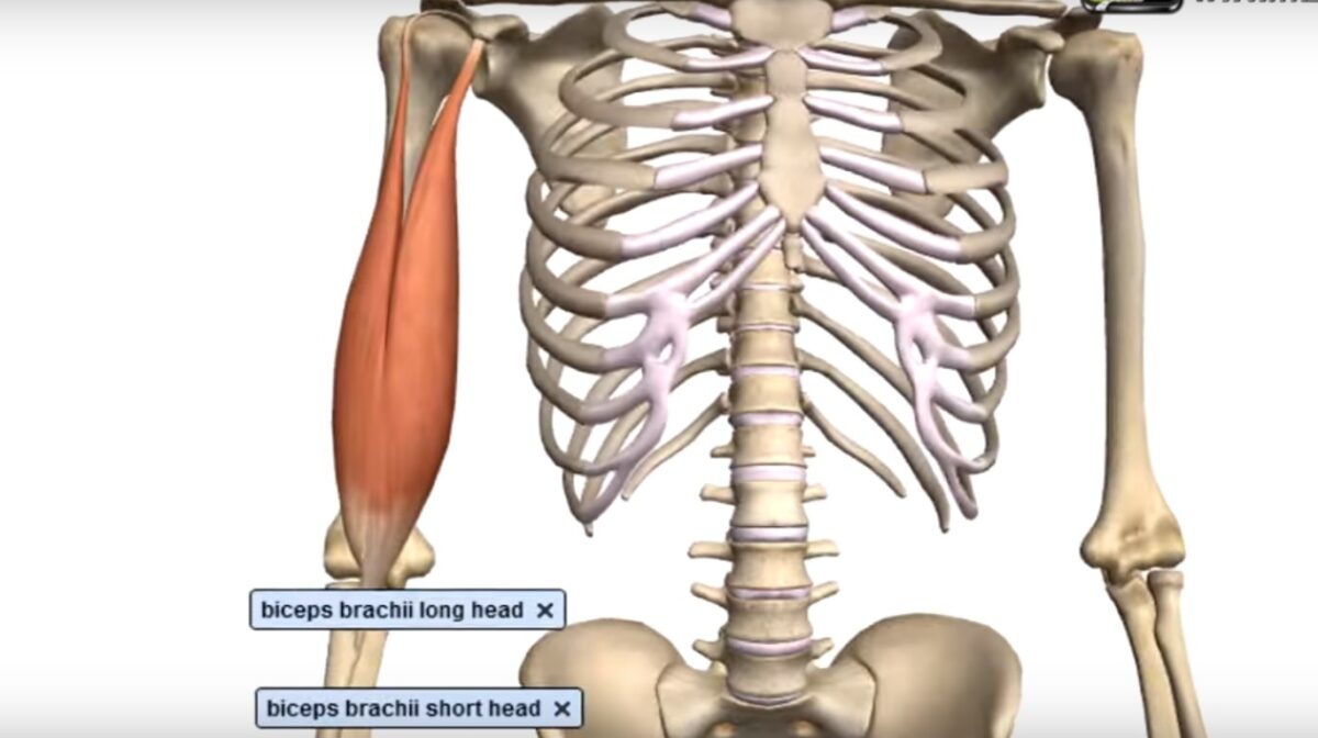 Musculos Flexores Do Cotovelo - RETOEDU