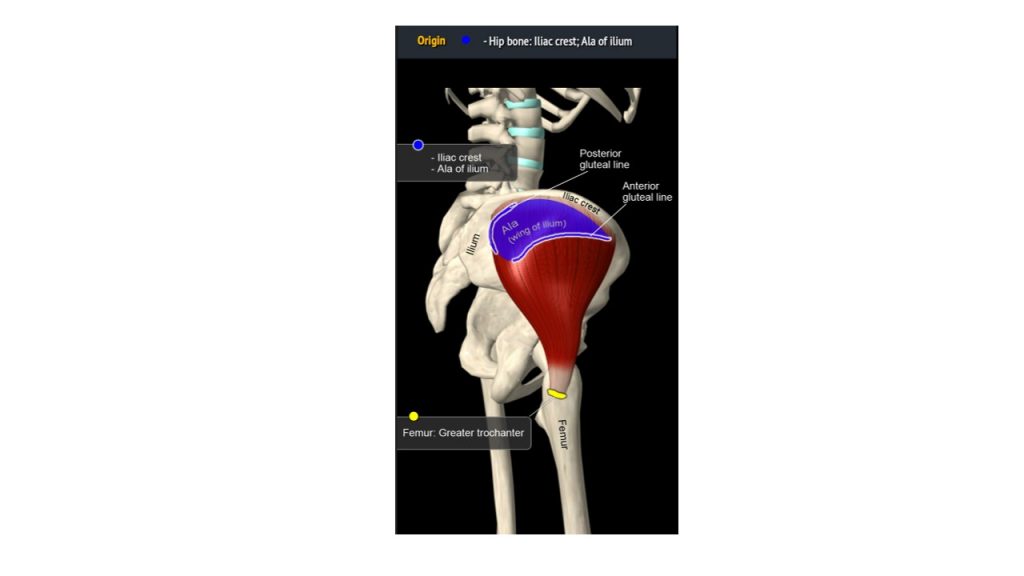 Quer conhecer a anatomia do Glúteo Maximo, Médio e Mínimo?