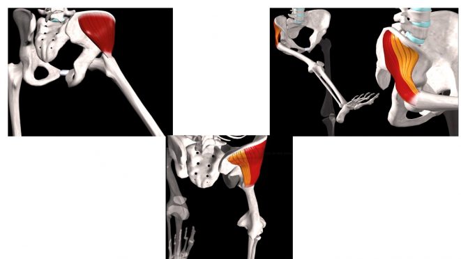 Quer conhecer a anatomia do Glúteo Maximo, Médio e Mínimo?