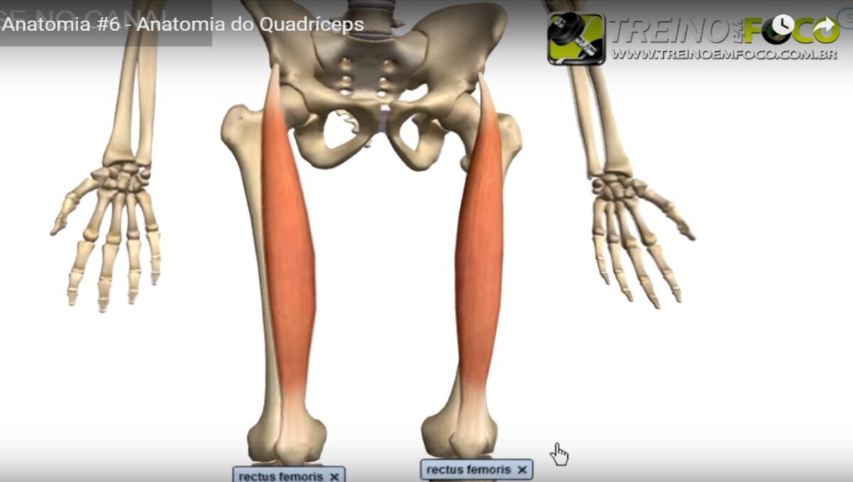 Conheça os músculos que formam o Quadríceps
