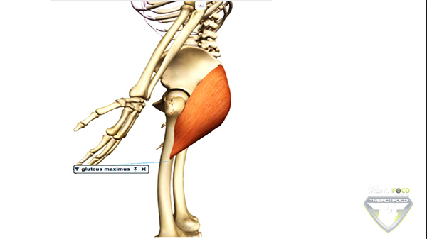 Quais os movimentos produzidos pelo Glúteo Máximo?