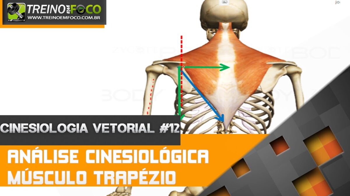 Quais movimentos produzidos pela musculatura de Trapézio?