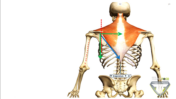 Quais movimentos produzidos pela musculatura de Trapézio?