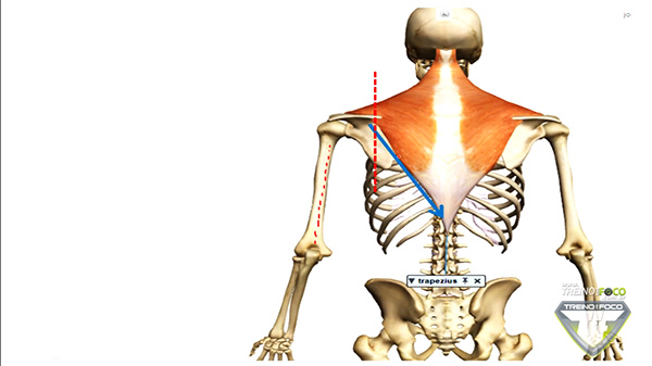 Quais movimentos produzidos pela musculatura de Trapézio?