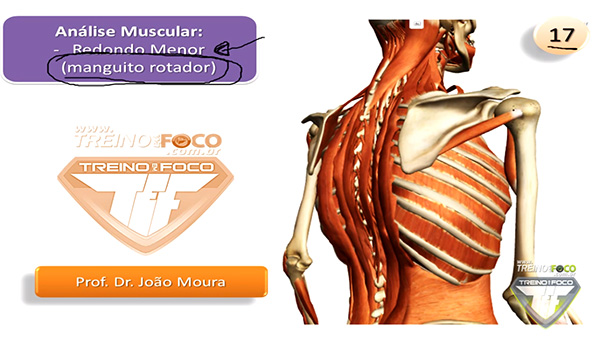 Análise da ação muscular do Redondo Menor