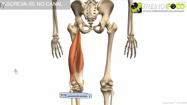 Isquiotibiais - Quais exercícios realizar para alongar ou flexionar?