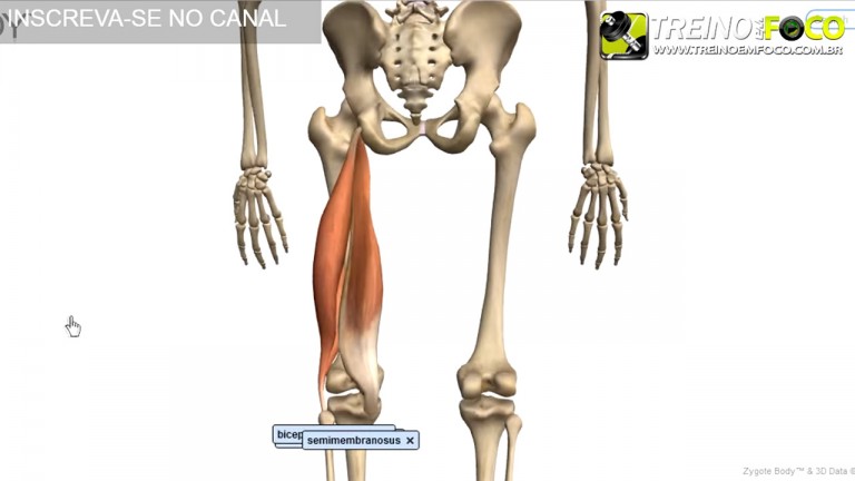Isquiotibiais - Quais exercícios realizar para alongar ou flexionar?