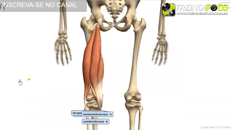 Isquiotibiais - Quais exercícios realizar para alongar ou flexionar?