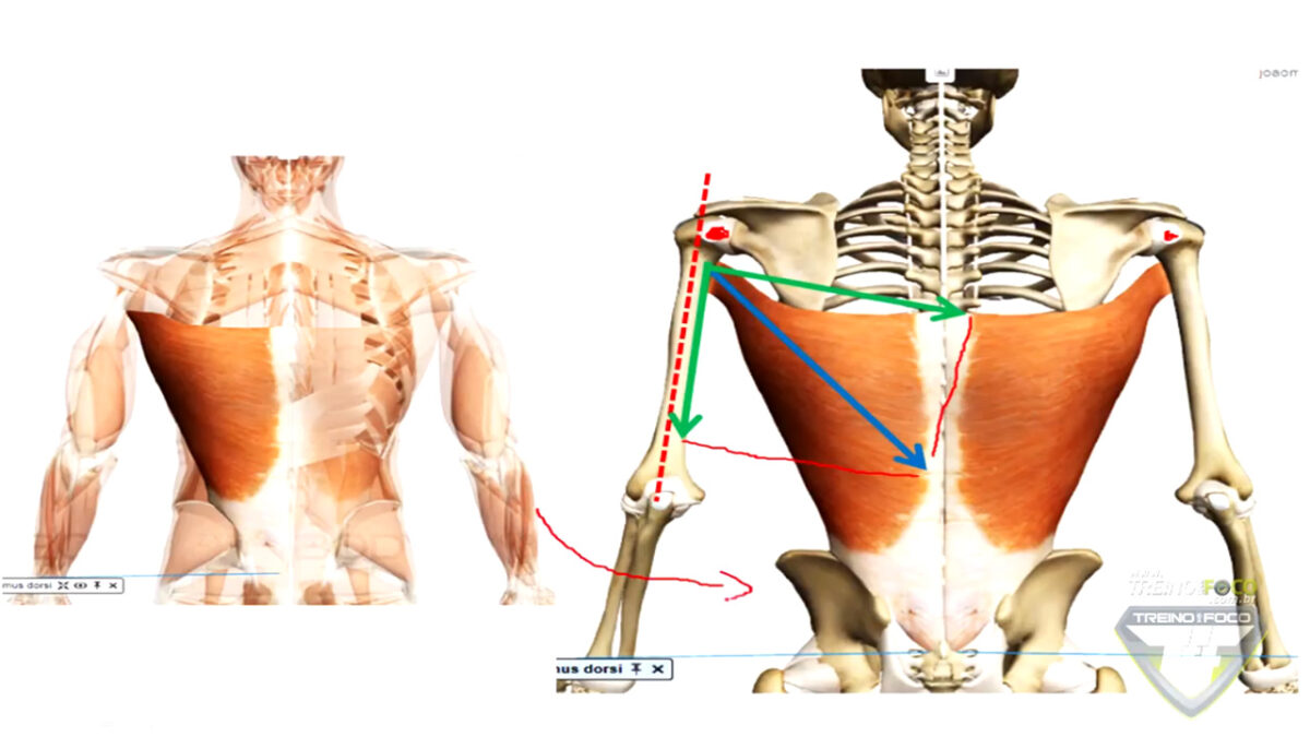 Exercicios Latissimo Do Dorso - RETOEDU