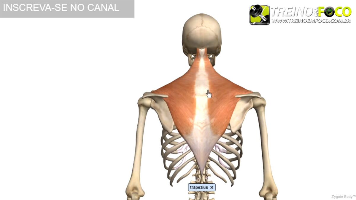 Treino De Musculos Trapezio TREINO INTENSO DE OMBRO E TRAPÉZIO