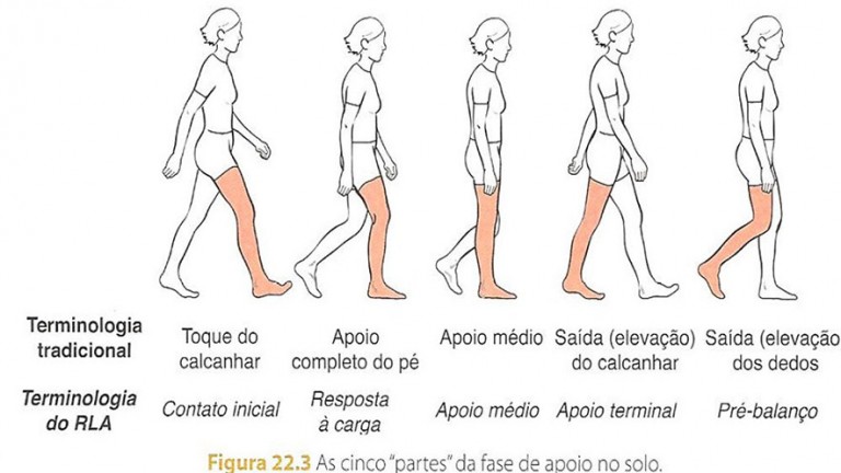 Quais as fases que compõem o ciclo da marcha humana?