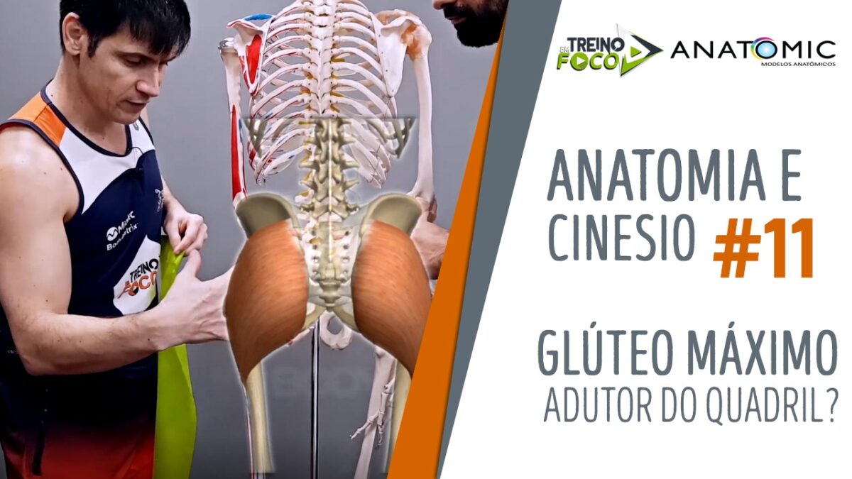 Origem E Insercao Do Gluteo Maximo