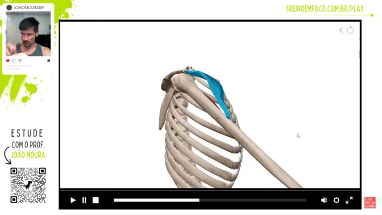 Flexores do ombro - quais músculos fazem parte?